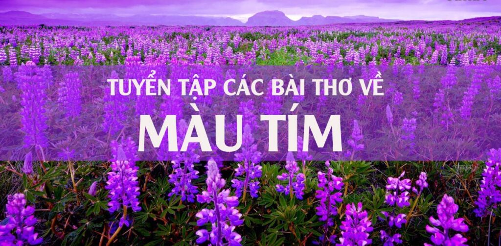 Màu tím là gì? Ý nghĩa và hướng dẫn cách phối đồ đơn giản nhất